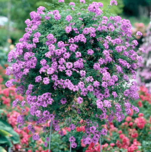 Verbena Hybrida - înlocuitoare de gazon - cu preț bun ️ FloraPris