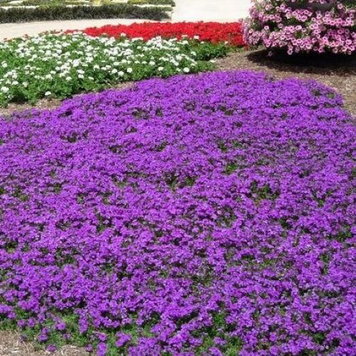 Hortensie de vânzare în ghiveci, cu preț avantajos ️ FloraPris