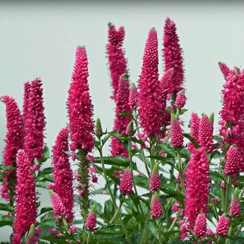 Veronica First Love de vânzare la ghiveci cu preț bun ️ FloraPris