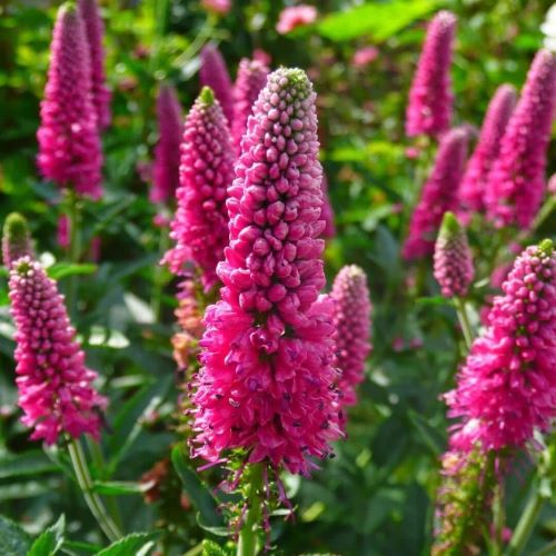 Veronica First Love de vânzare la ghiveci cu preț bun ️ FloraPris