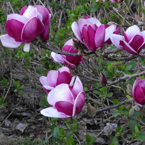 Magnolia Cameo tip pom, la ghiveci, preț bun ️ FloraPris