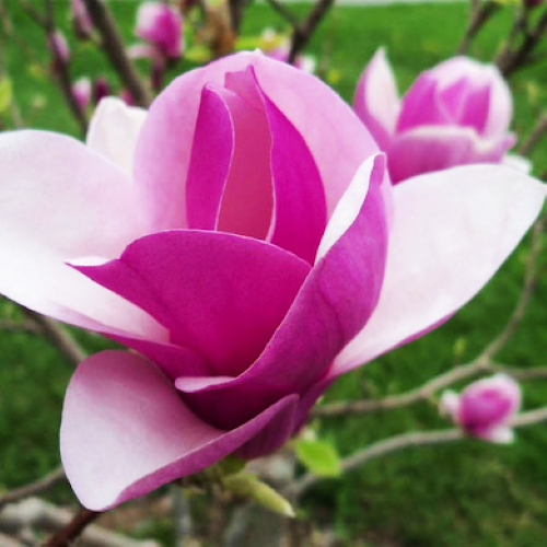 Magnolia Cameo tip pom, la ghiveci, preț bun ️ FloraPris