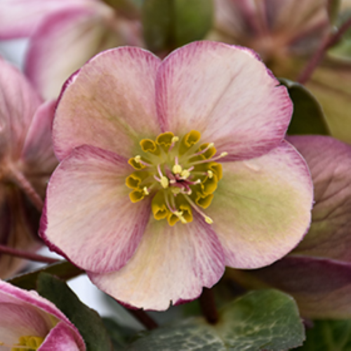 Spânz (helleborus) de vânzare, în ghiveci, cu preț bun ️ FloraPris