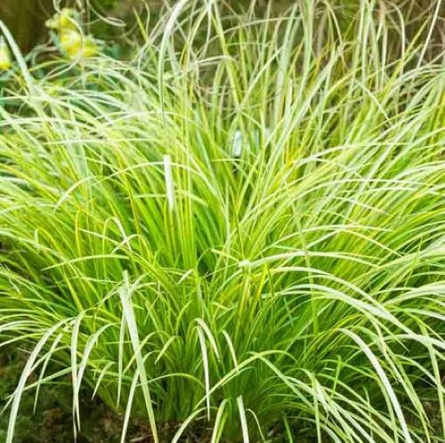 Iarba decorativă Acorus Ogon la ghiveci, cu pret bun ️ FloraPris