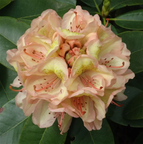 Rhododendron Belkanto la ghiveci. Preț bun. Soi nou ️ FloraPris