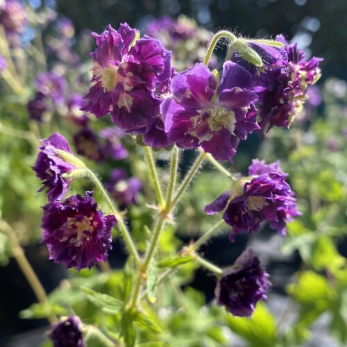 Geranium Joseph Green-mușcata de grădină-pret bun ️ FloraPris