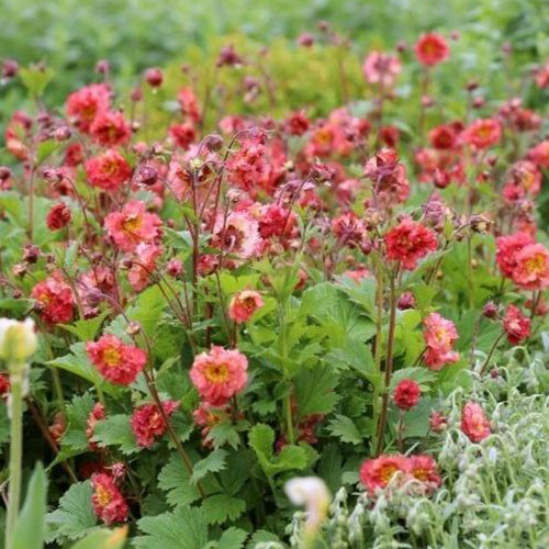 Geum Bohema Pink de vânzare la ghiveci, preț bun ️ FloraPris