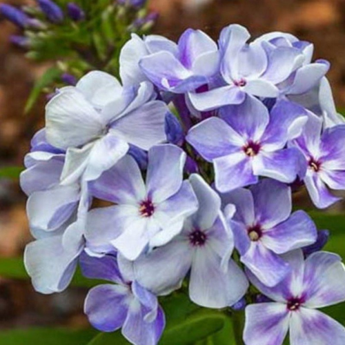 Phlox Paniculata Flame Marine la ghiveci cu pret bun ️ FloraPris