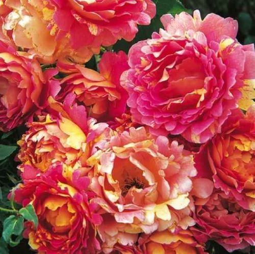 Trandafir Rose Des Cisterciens la ghiveci 6l. Preț bun ️ FloraPris