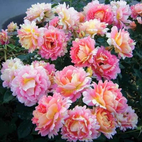 Trandafir Rose Des Cisterciens la ghiveci 6l. Preț bun ️ FloraPris