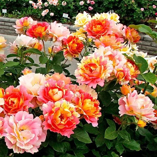 Trandafir Rose Des Cisterciens la ghiveci 6l. Preț bun ️ FloraPris