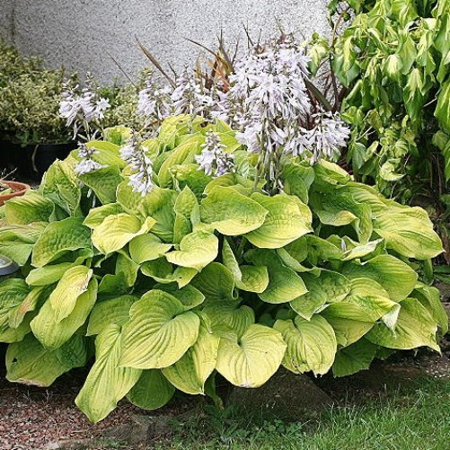 Hosta August Moon de vânzare la ghiveci, preț bun ️ FloraPris