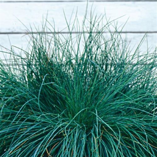 Iarba decorativă Festuca Colorgrass Glauca la ghiveci ️ FloraPris
