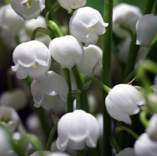 Lăcrămioara de vânzare la ghiveci, preț bun ️ FloraPris