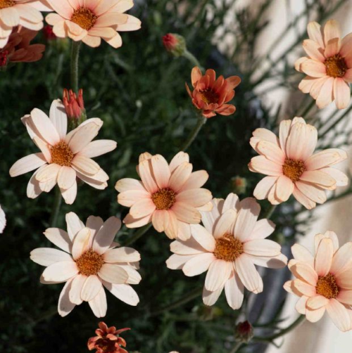 Rhodanthemum de vânzare la ghiveci, preț bun ️ FloraPris