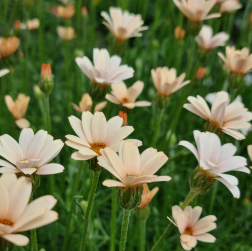Rhodanthemum de vânzare la ghiveci, preț bun ️ FloraPris