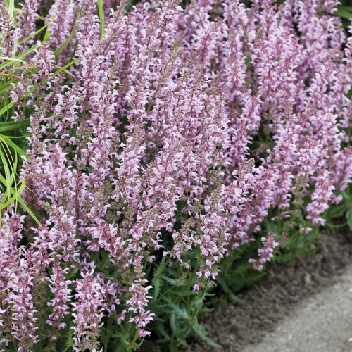 Salvia roz Flamingo de vanzare la ghiveci cu preț bun ️ FloraPris