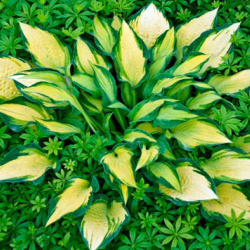 Hosta Happy Dayz de vânzare la ghiveci, preț bun ️ FloraPris