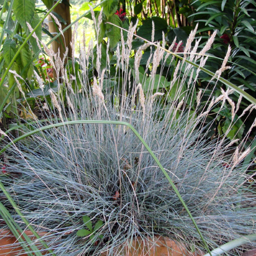 Iarba albastră Festuca de vanzare, pret bun ️ FloraPris