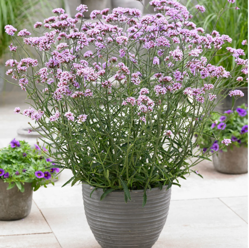 Verbena Lollipop de vanzare în ghiveci cu preț bun ️ FloraPris