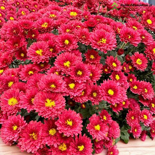 Crizanteme perene Duchess Of Edinburgh la ghiveci ️ FloraPris