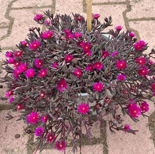 Delosperma Purple Desert Dancer la ghiveci pret bun ️ FloraPris