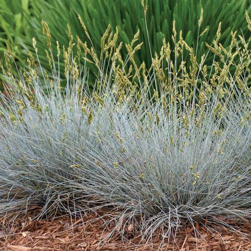 Iarbă ornamentală albastră Festuca la ghiveci pret bun ️FloraPris