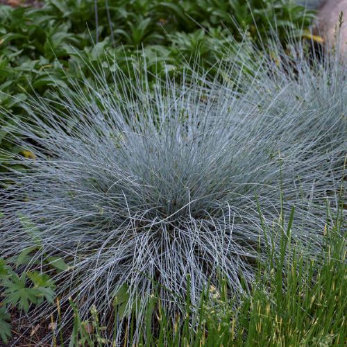 Iarbă ornamentală albastră Festuca la ghiveci pret bun ️FloraPris