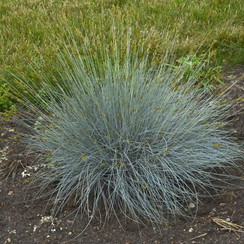 Iarbă ornamentală albastră Festuca la ghiveci pret bun ️FloraPris