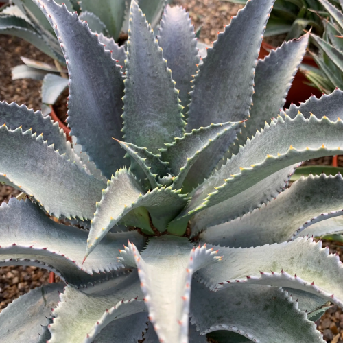 Mangave Silver Fox de vânzare la ghiveci ️ FloraPris