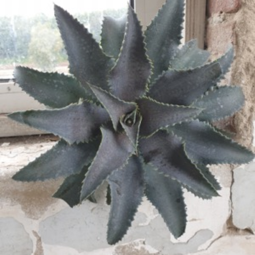 Mangave Silver Fox de vânzare la ghiveci ️ FloraPris