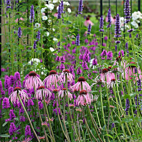 Echinacea Pallida de vânzare la ghiveci preț bun ️ FloraPris