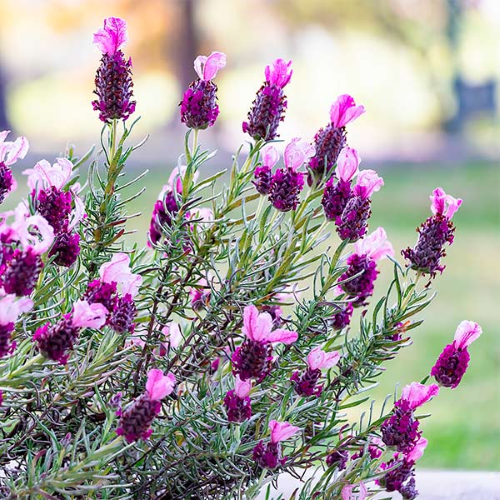 Lavanda Stoechas de vânzare la ghiveci preț bun ️ FloraPris