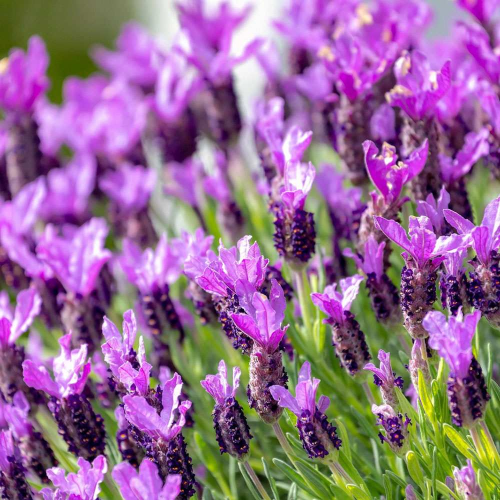 Lavanda Stoechas de vânzare la ghiveci preț bun ️ FloraPris