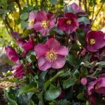 Helleborus Early Red de vânzare la ghiveci preț bun ️ FloraPris
