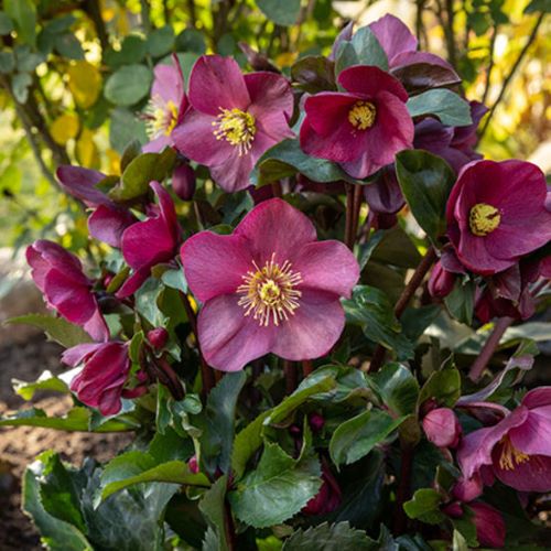 Spânz (helleborus) de vânzare, în ghiveci, cu preț bun ️ FloraPris
