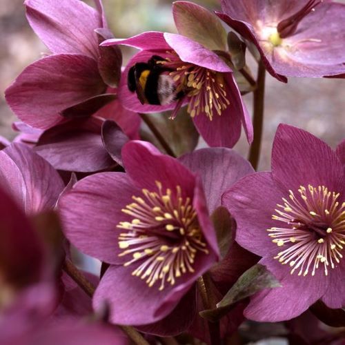 Helleborus Early Red de vânzare la ghiveci preț bun ️ FloraPris