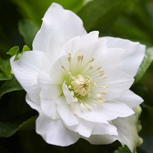 Helleborus Early Red de vânzare la ghiveci preț bun ️ FloraPris