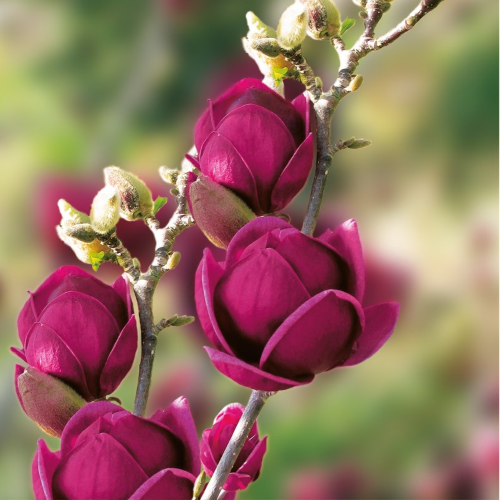Magnolie copac de vanzare cu pret mic. Dâmbovita ️ FloraPris
