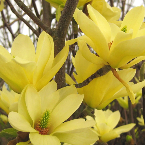Magnolie copac de vanzare cu pret mic. Dâmbovita ️ FloraPris