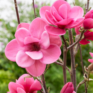 Magnolia Watermelon la ghiveci de 7,5l, preț bun ️ FloraPris