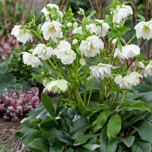 Spânz (helleborus) de vânzare, în ghiveci, cu preț bun ️ FloraPris