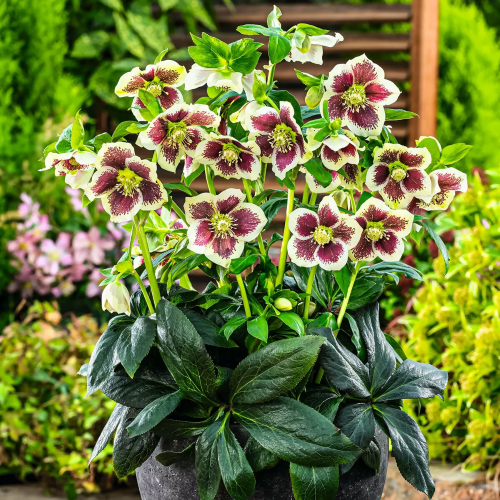 Spânz (helleborus) de vânzare, în ghiveci, cu preț bun ️ FloraPris