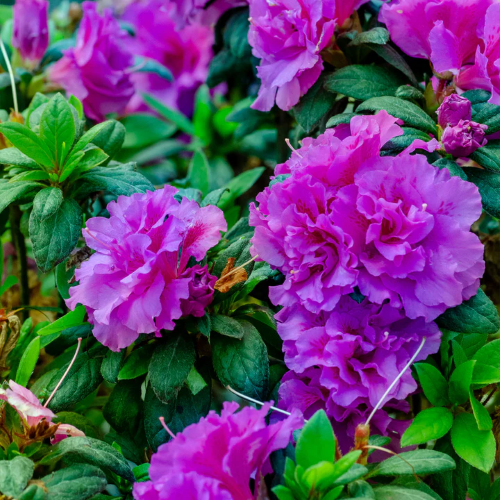 Azalee de grădină Encore Majesty în ghiveci. Preț bun ️ FloraPris