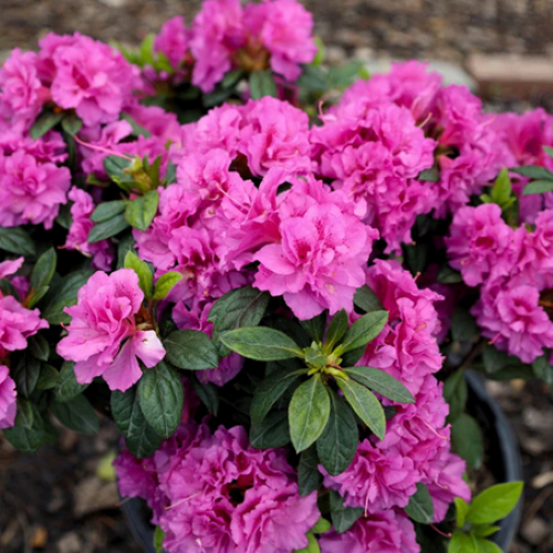 Plante ornamentale perene de grădină ️ Magazin FloraPris