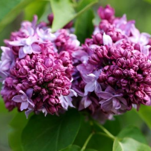 Liliac Paul Deschanel la ghiveci de 10l. Preț bun ️ FloraPris