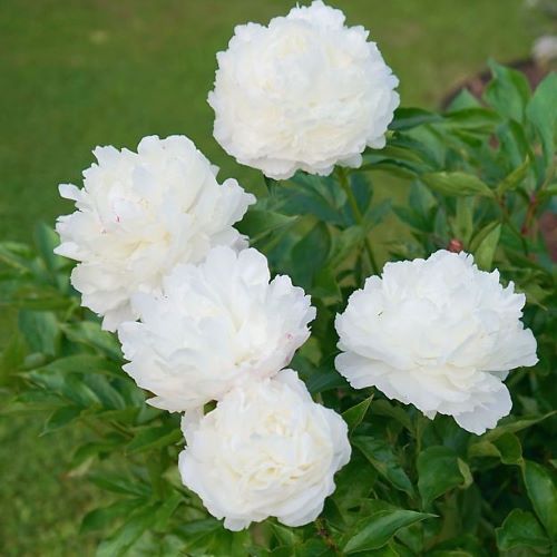 Paeonia Wonderful Snow White de vânzare la ghiveci ️ FloraPris
