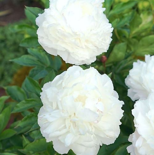 Paeonia Wonderful Snow White de vânzare la ghiveci ️ FloraPris