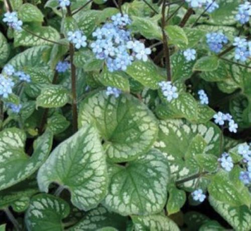 Brunnera Alexander's Great la ghiveci preț bun ️ FloraPris