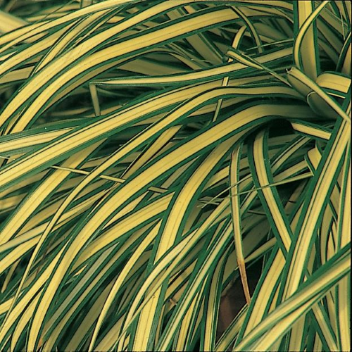 Carex Maxigold Oshimensis la ghiveci pret bun ️ FloraPris